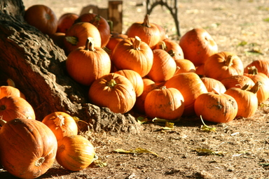 An afternoon at the Pumpkin Patch- Book Family Farm in Chico, CA.